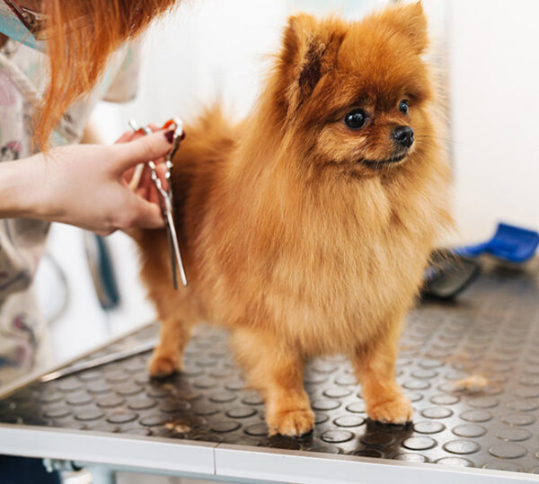 Grooming – In The Dog House Solihull